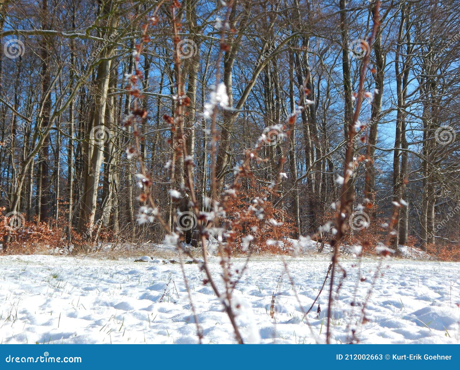 World of snow and ice stock image. Image of nature, wilderness - 212002663