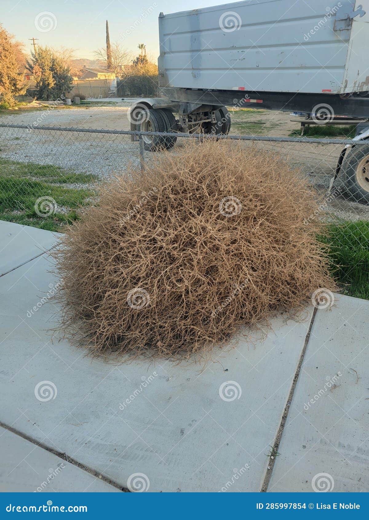 Worlds Biggest Tumble Weed. Stock Photo - Image of tumble, weed: 285997854