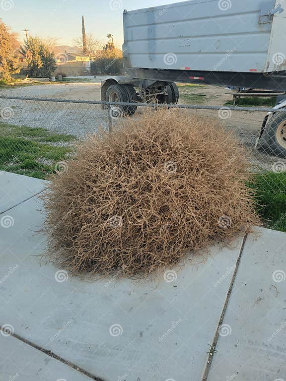 Worlds Biggest Tumble Weed. Stock Photo - Image of tumble, weed: 285997854