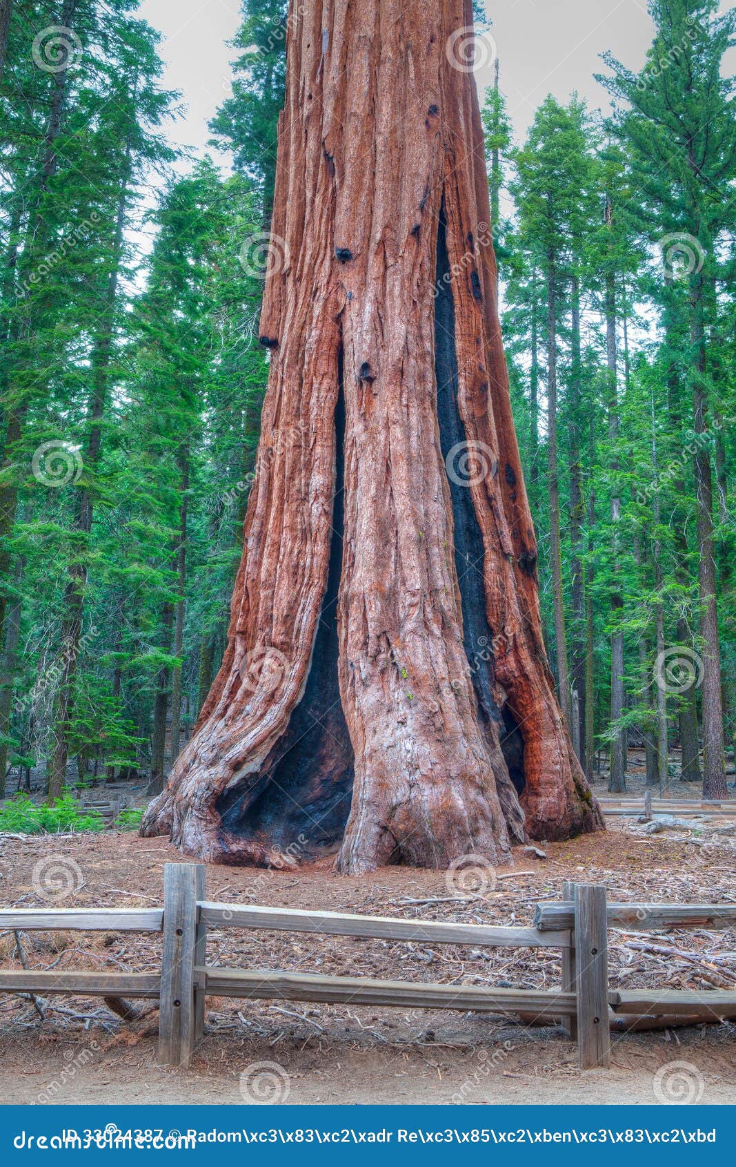 The Worlds Largest Tree - General Sherman Stock Image - Image of famous ...