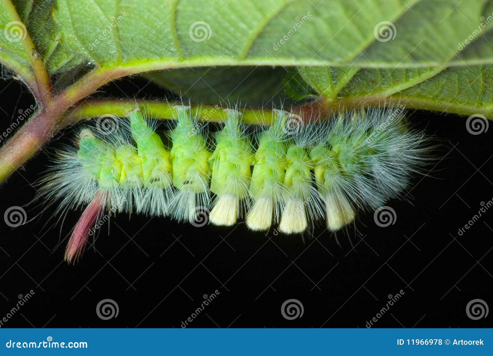 The worm stock photo. Image of pest, larva, worm, macro - 11966978
