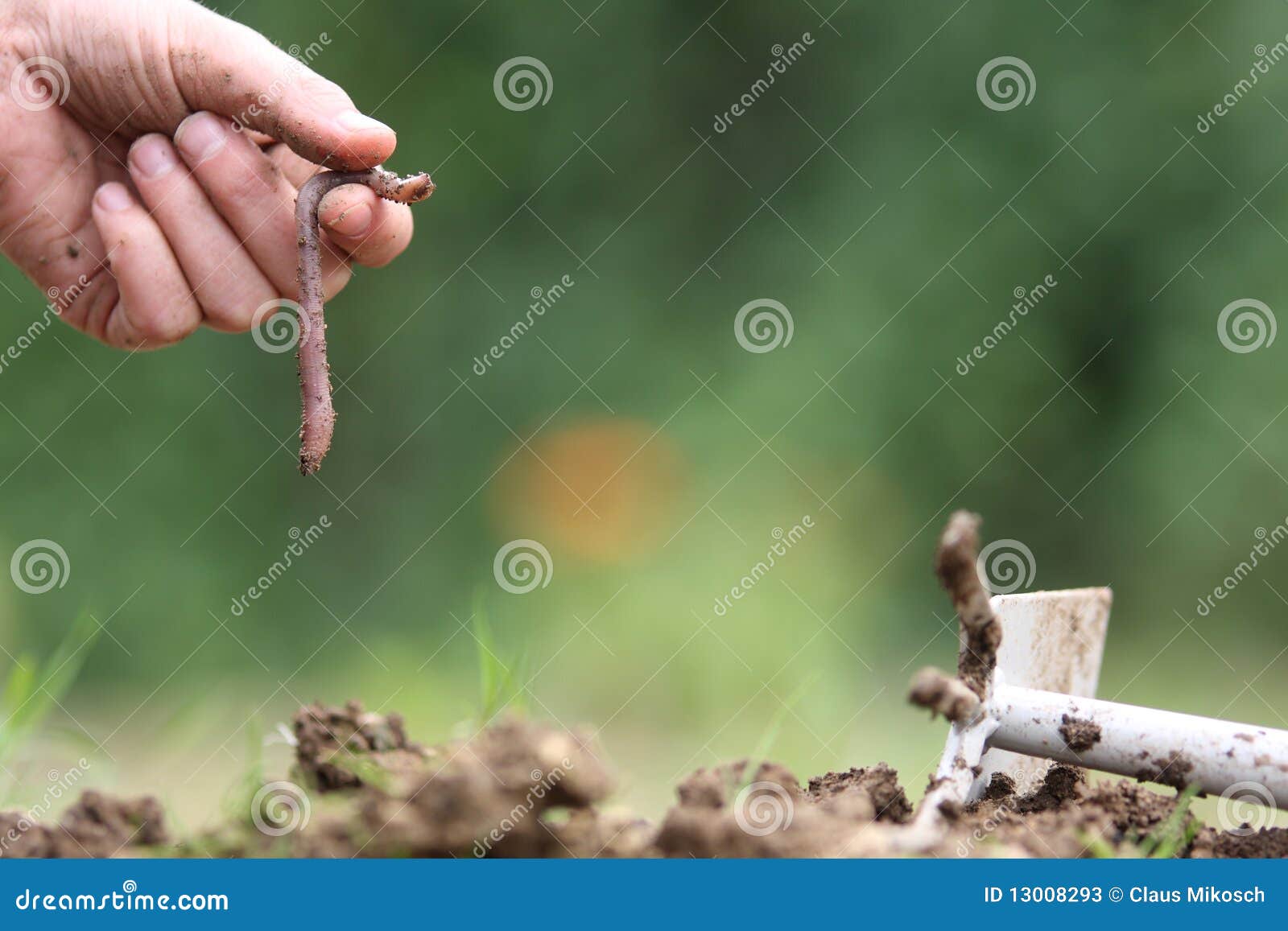 Worm stock image. Image of permaculture, hand, earth - 13008293