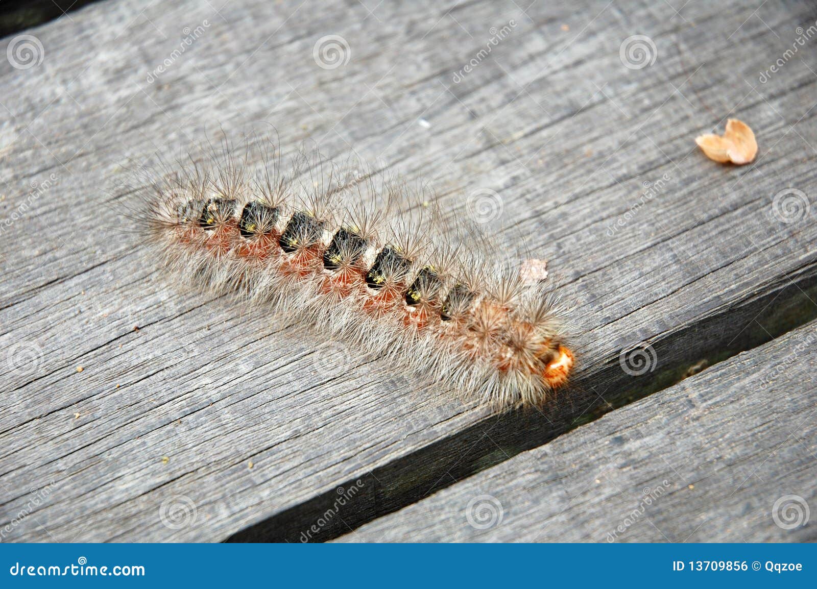 Worm stock photo. Image of forest, danger, sense, micro - 13709856