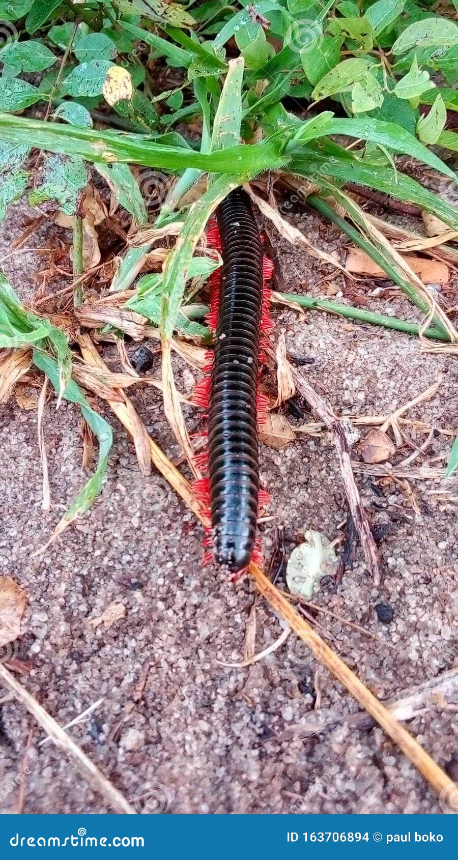 Worm stock photo. Image of soul, grass, worm, insect - 163706894