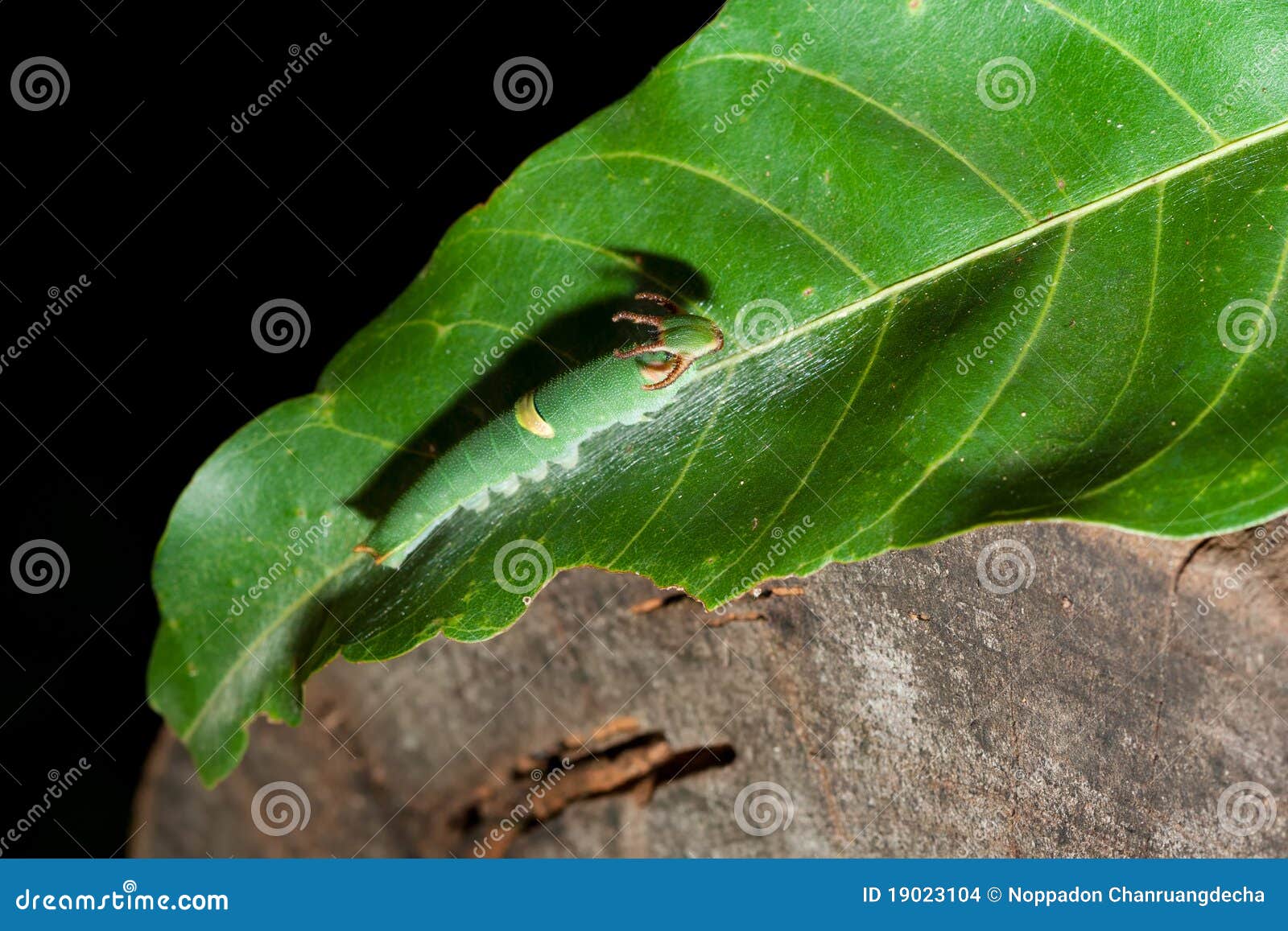Worm stock photo. Image of green, worm, pest, larva, insect - 19023104