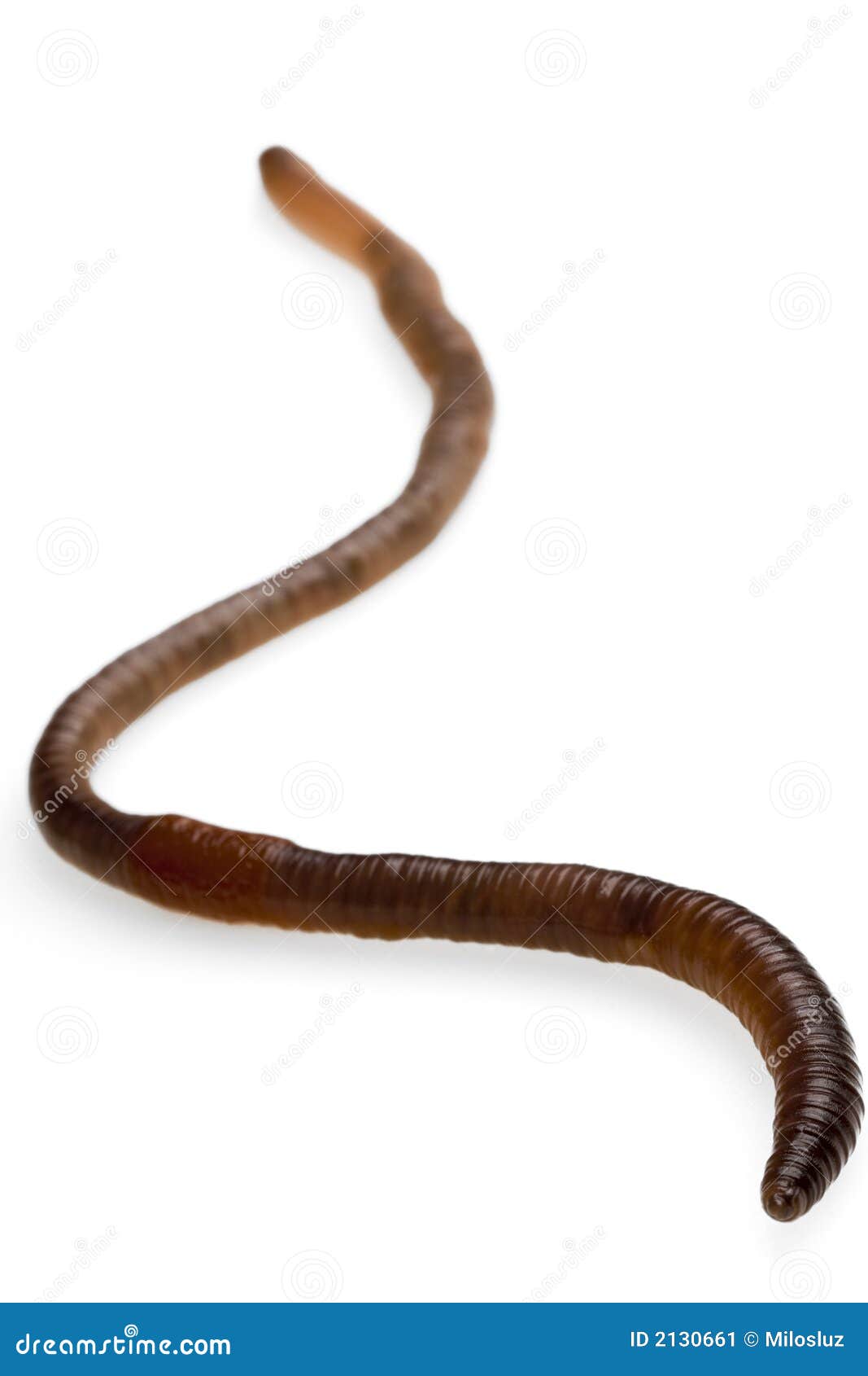 Worm stock afbeelding. Image of worm, aarde, ongewervelde - 2130661