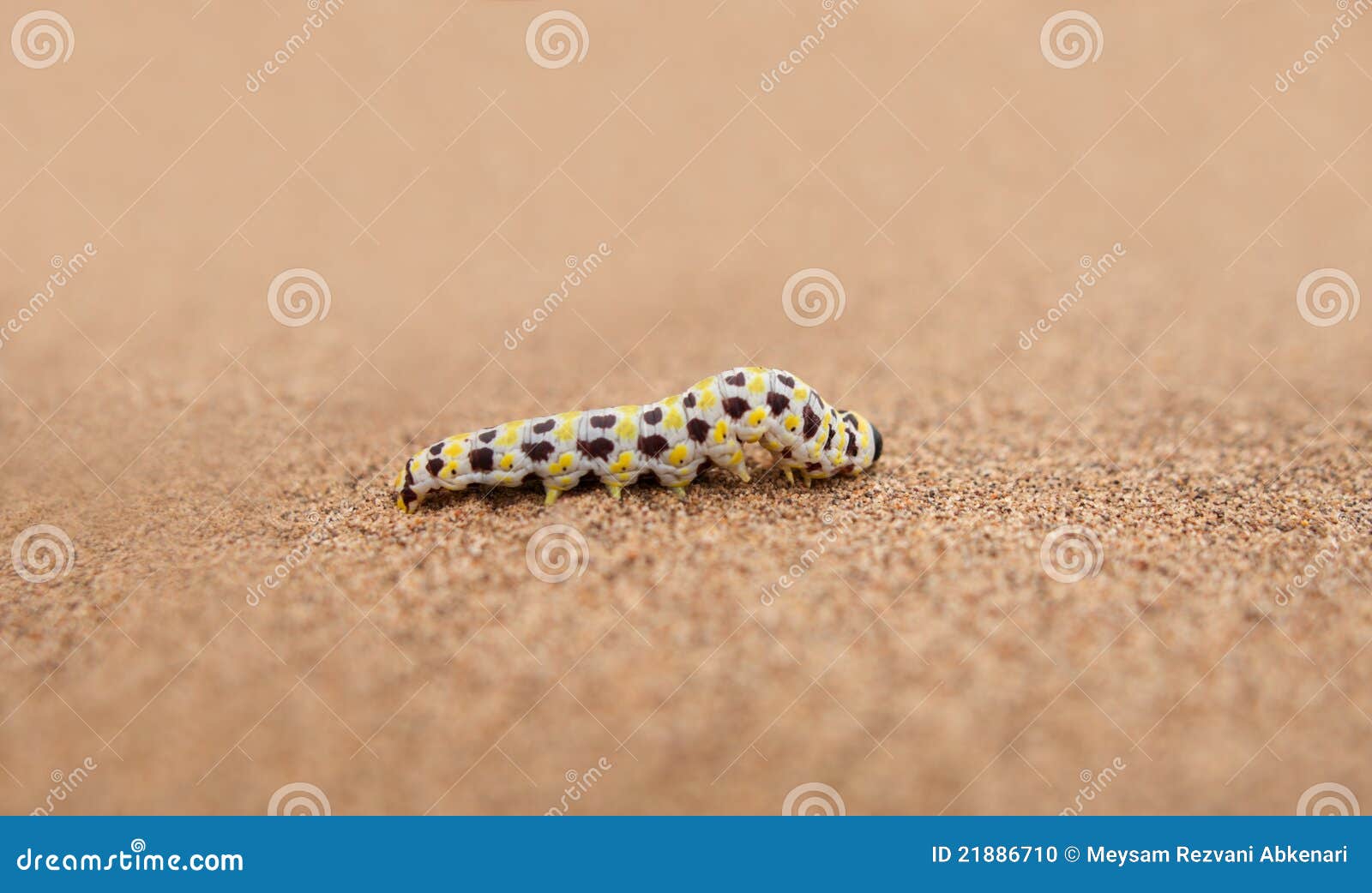 Worm stock photo. Image of beauty, desert, details, branch - 21886710