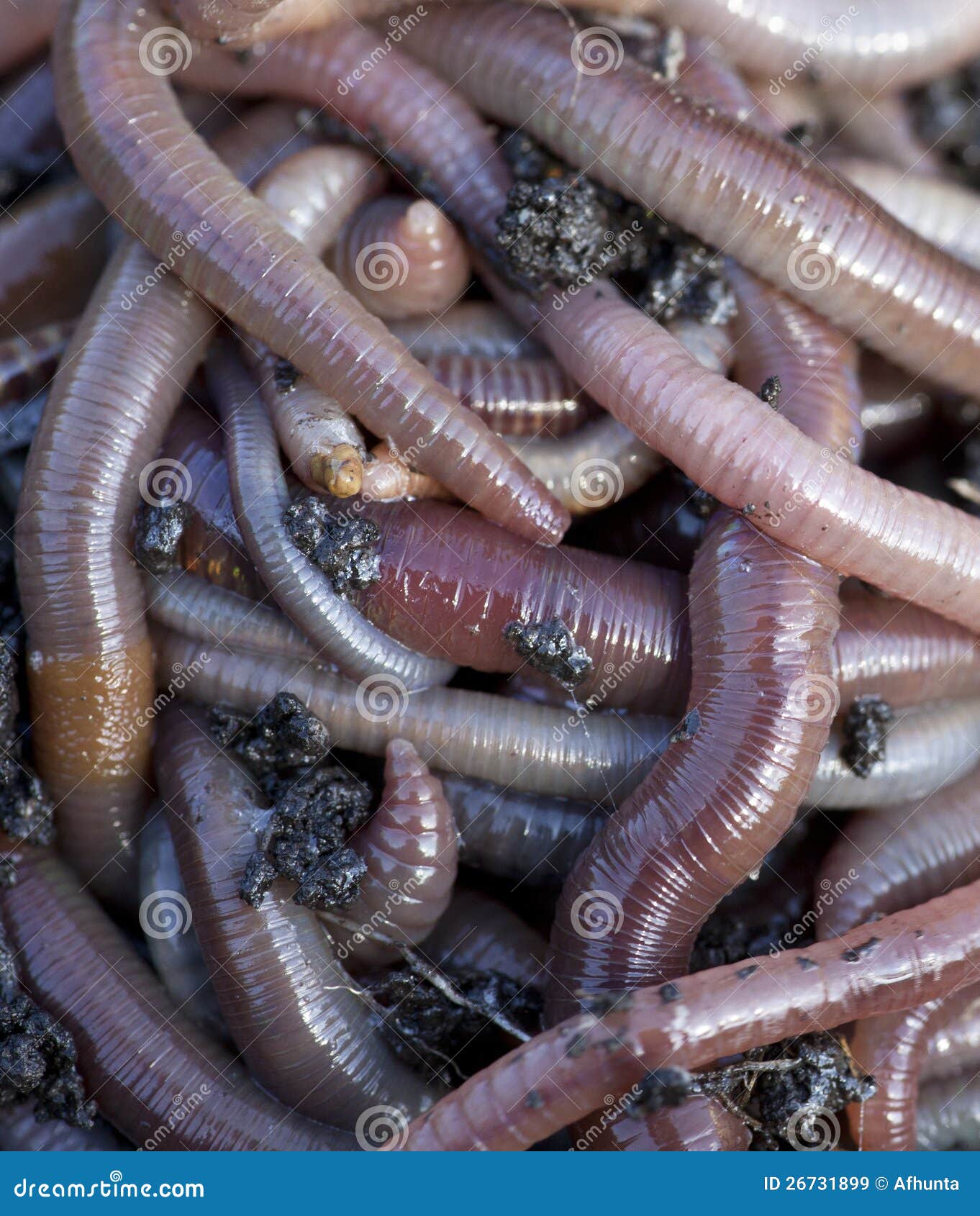 Worm stock image. Image of damp, slippery, messy, pile - 26731899