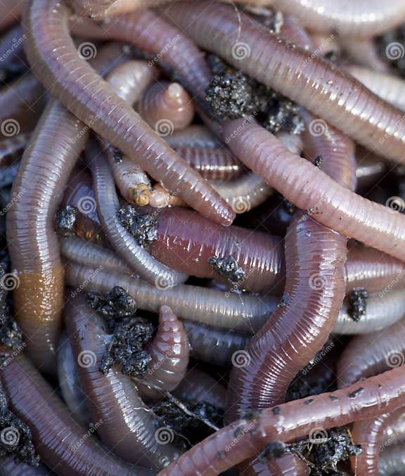 Worm stock image. Image of damp, slippery, messy, pile - 26731899
