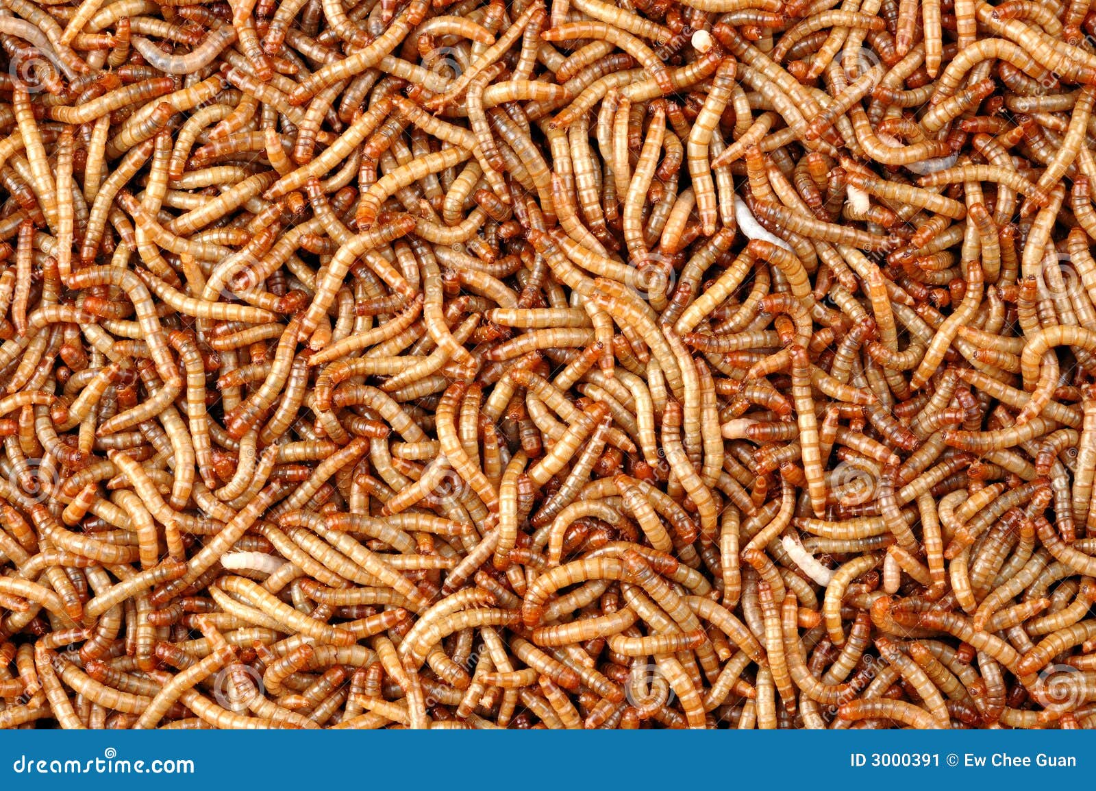 Worm stock image. Image of masses, domesticus, close, scary - 3000391