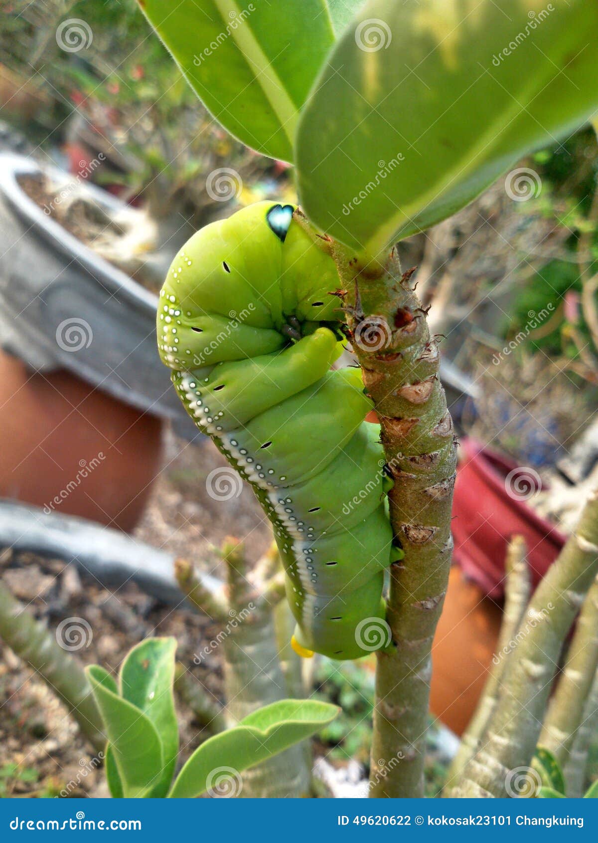 Chrysalia Stock Photos - Free & Royalty-Free Stock Photos from Dreamstime