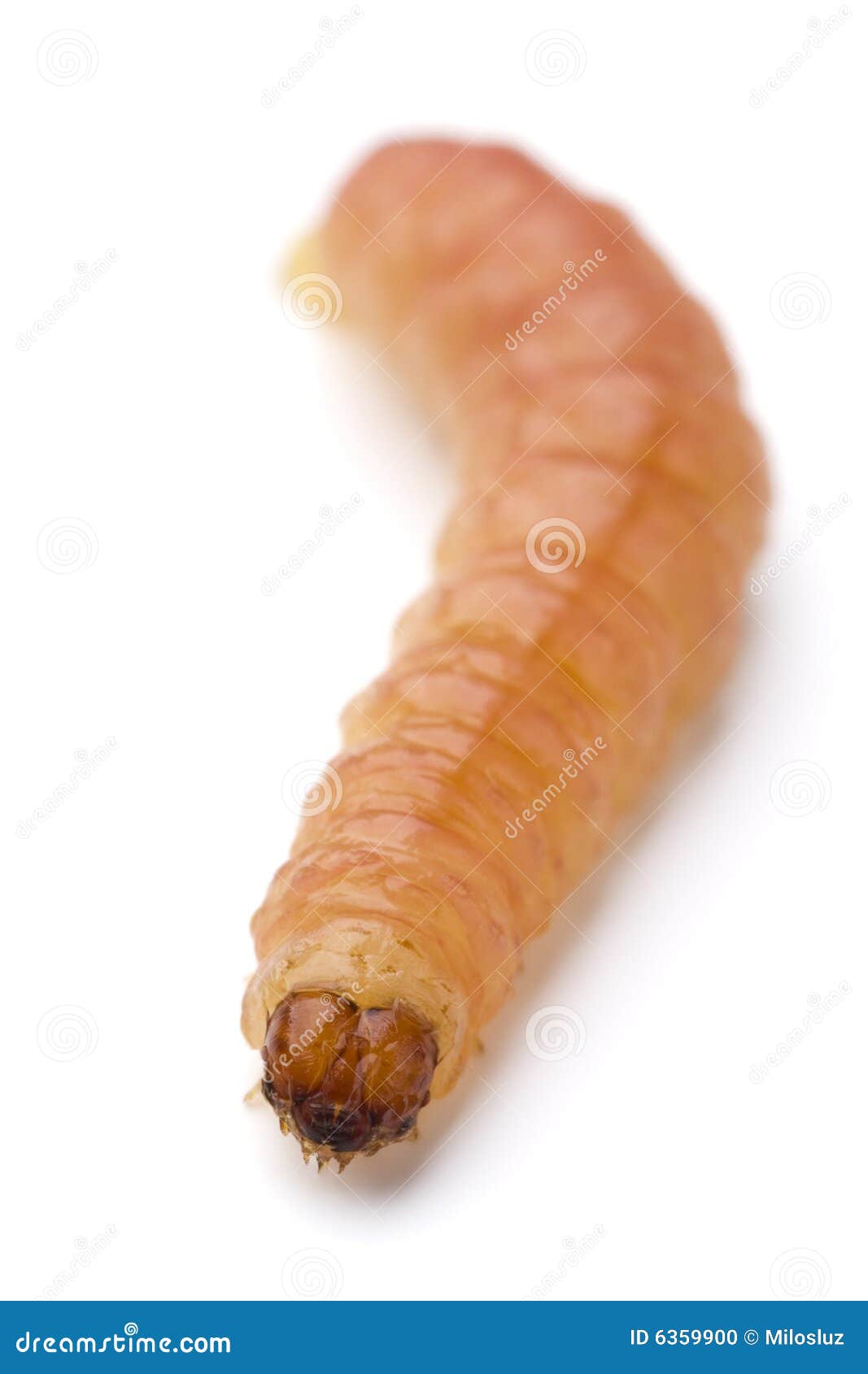 Worm stock photo. Image of worm, isolated, earthworm, invertebrate ...