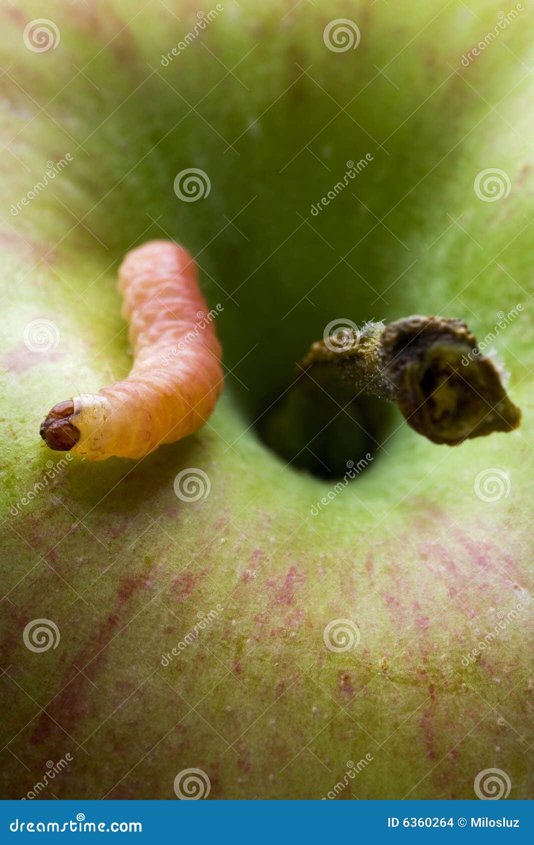 Worm stock photo. Image of meal, invertebrate, fruit, vermin - 6360264