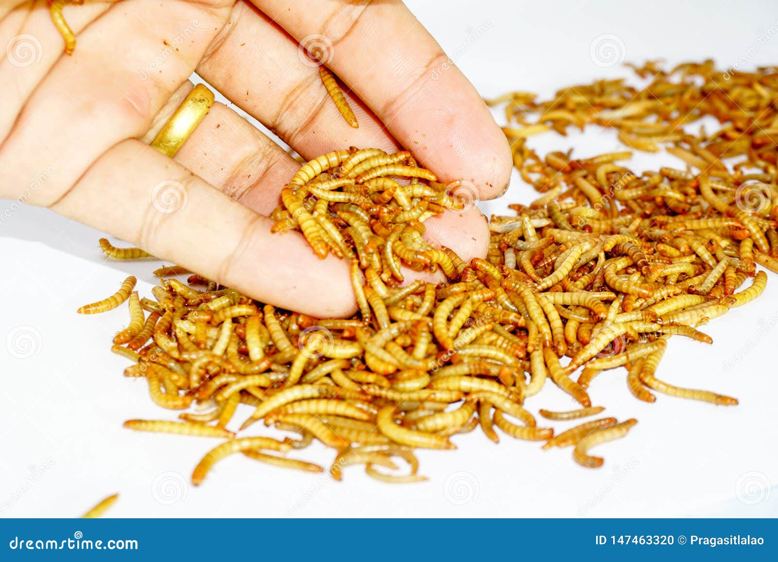 Worm Animal Wiggle on the Floor. Wildlife Life Focus Stock Photo ...