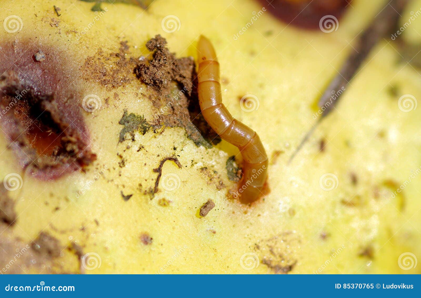 Worm in the apple stock image. Image of fruit, cute, decay - 85370765