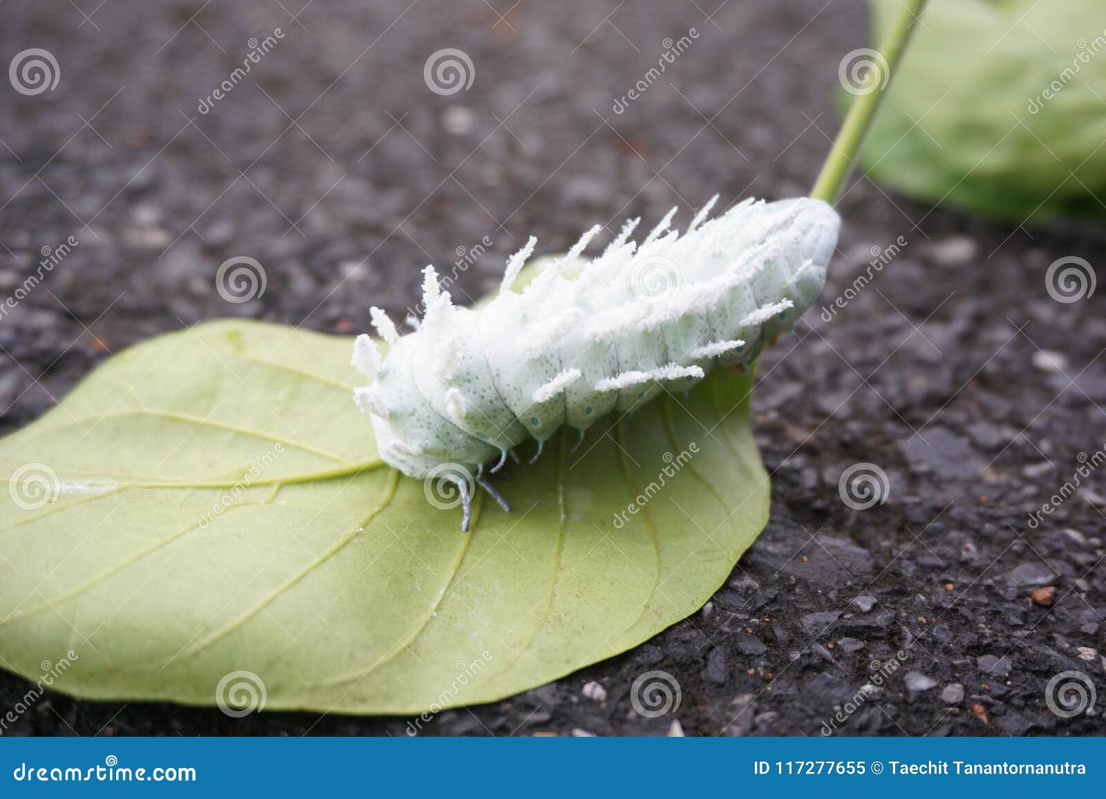 Worm of Atlas moth stock image. Image of creepy, garden - 117277655