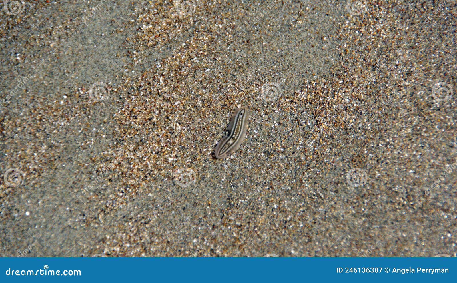 Worm on the beach stock image. Image of latin, beach - 246136387