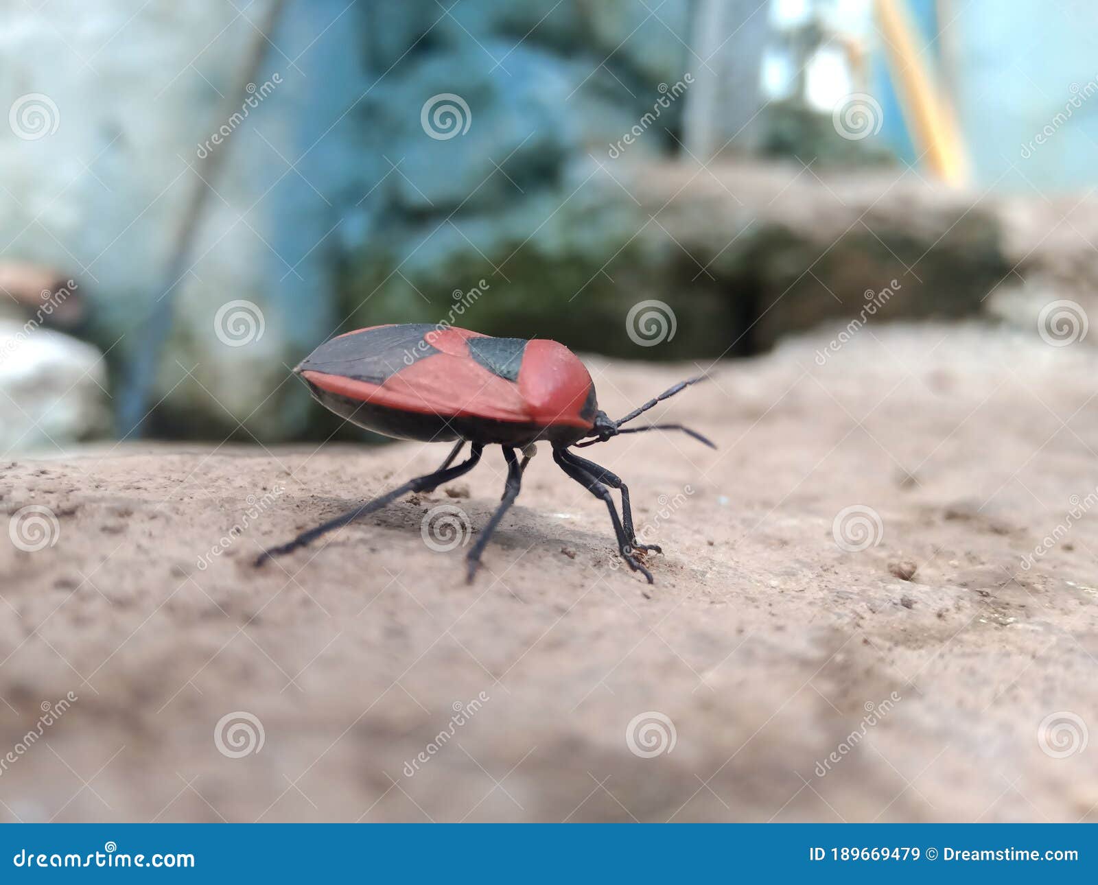 Worm & X28;beautiful Colourfull Worm& X29; Stock Image - Image of ...