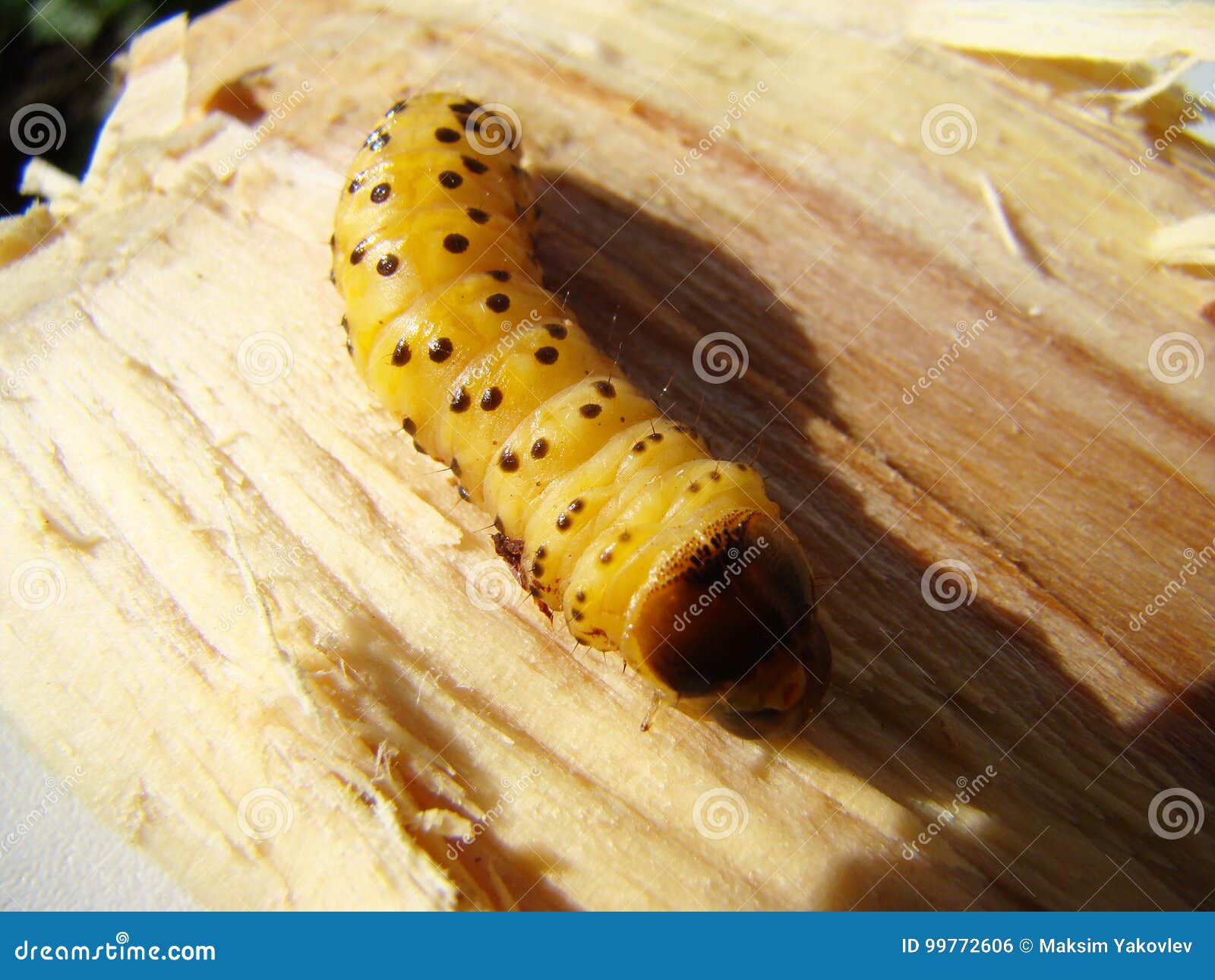 Bark beetle stock photo. Image of wood, large, eater - 99772606
