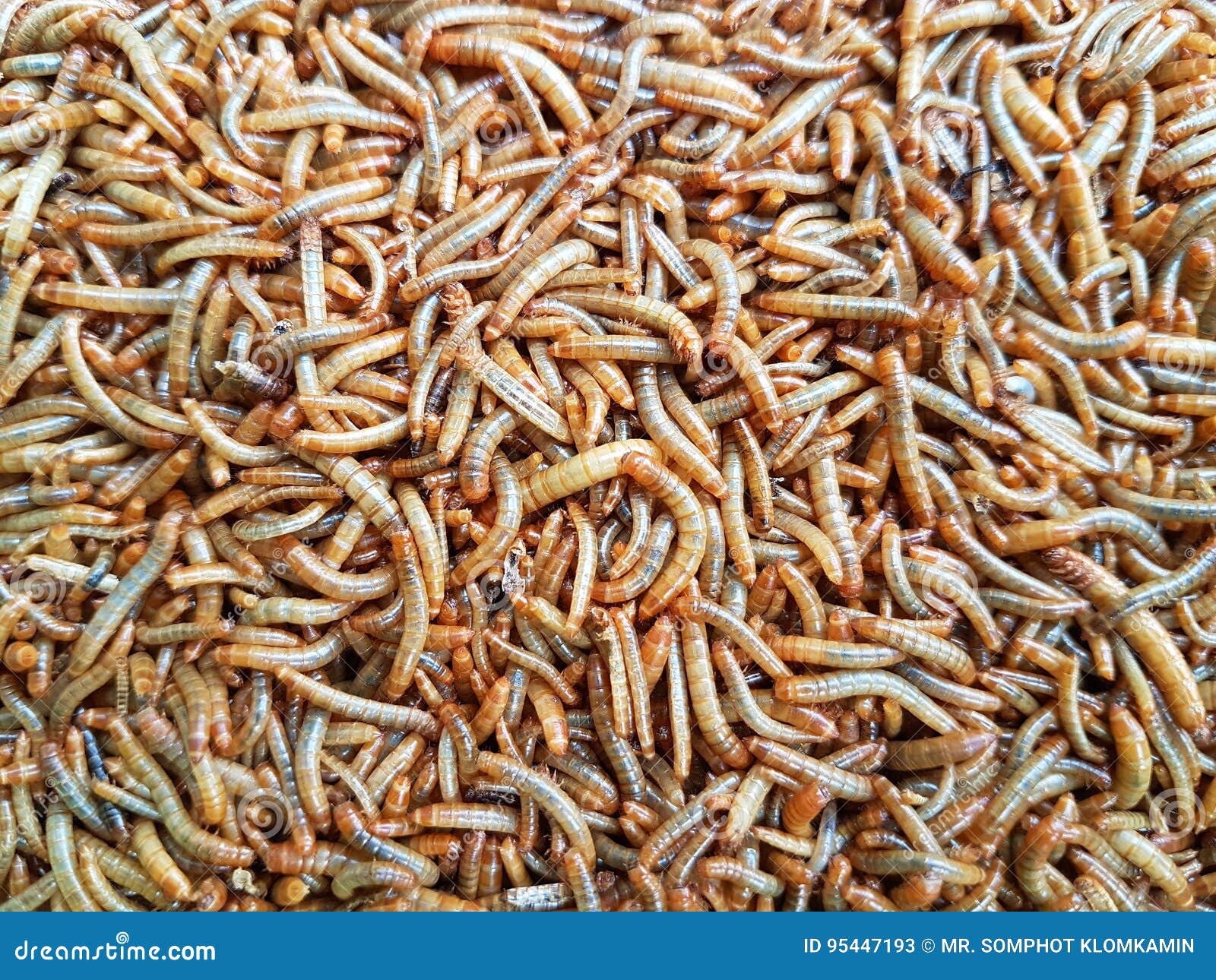 Worm stock image. Image of brown, feed, worm, bird - 95447193