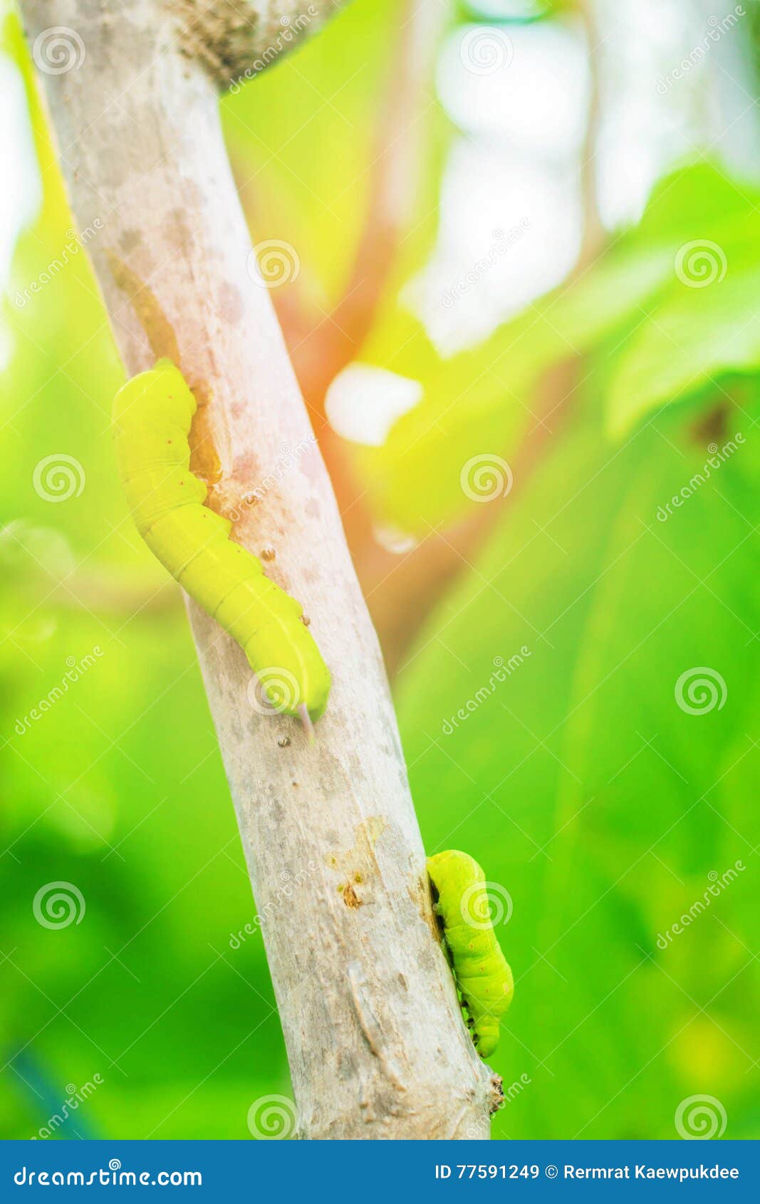 Worm on a branch stock image. Image of worms, animal - 77591249