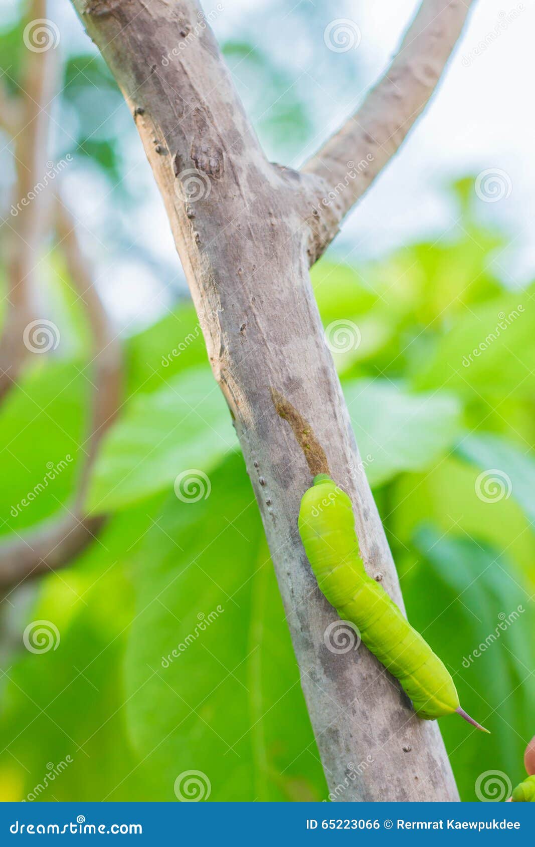 Worm on a branch stock photo. Image of green, plant, background - 65223066
