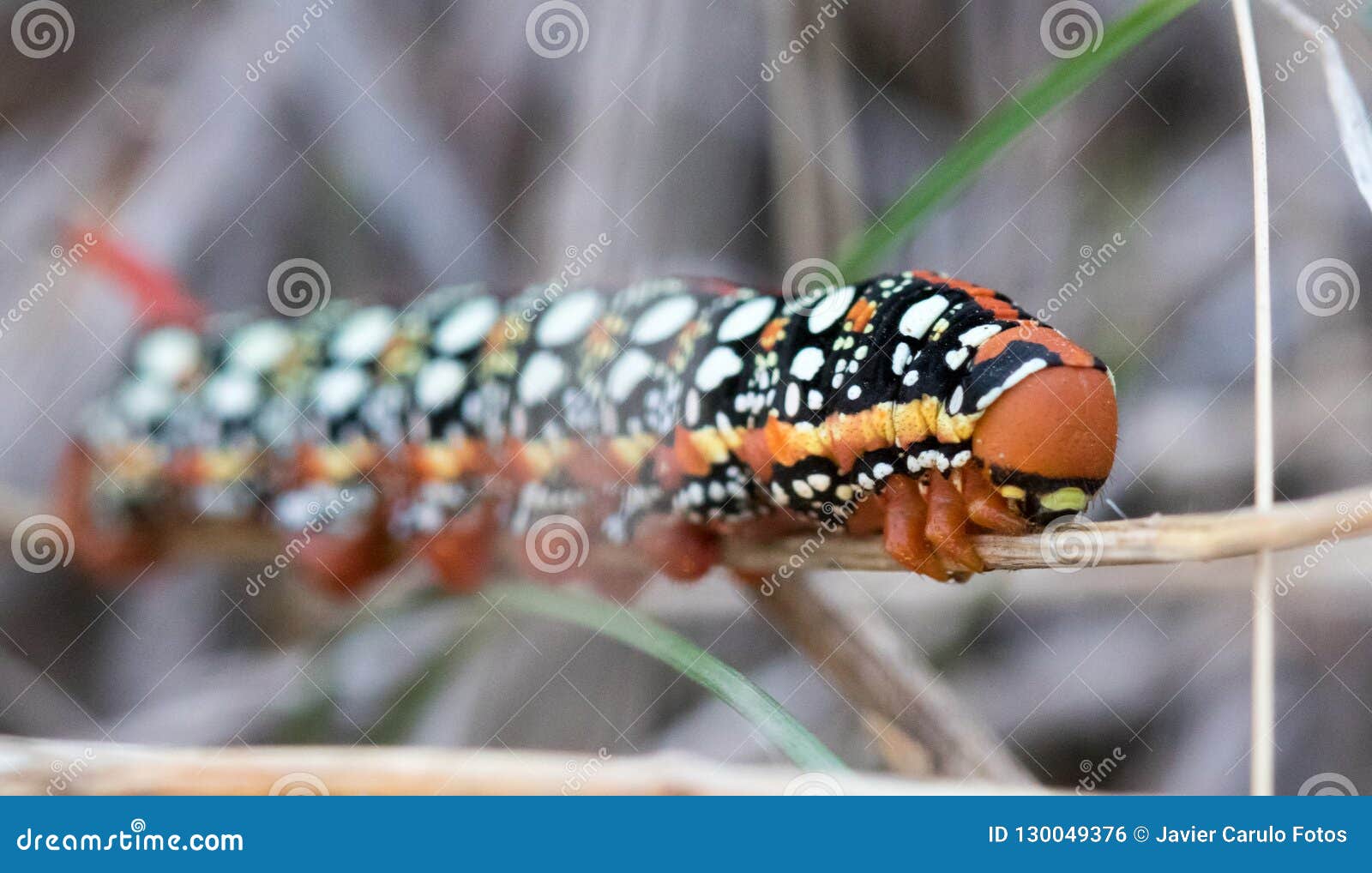 Worm on a branch stock photo. Image of garden, moth - 130049376