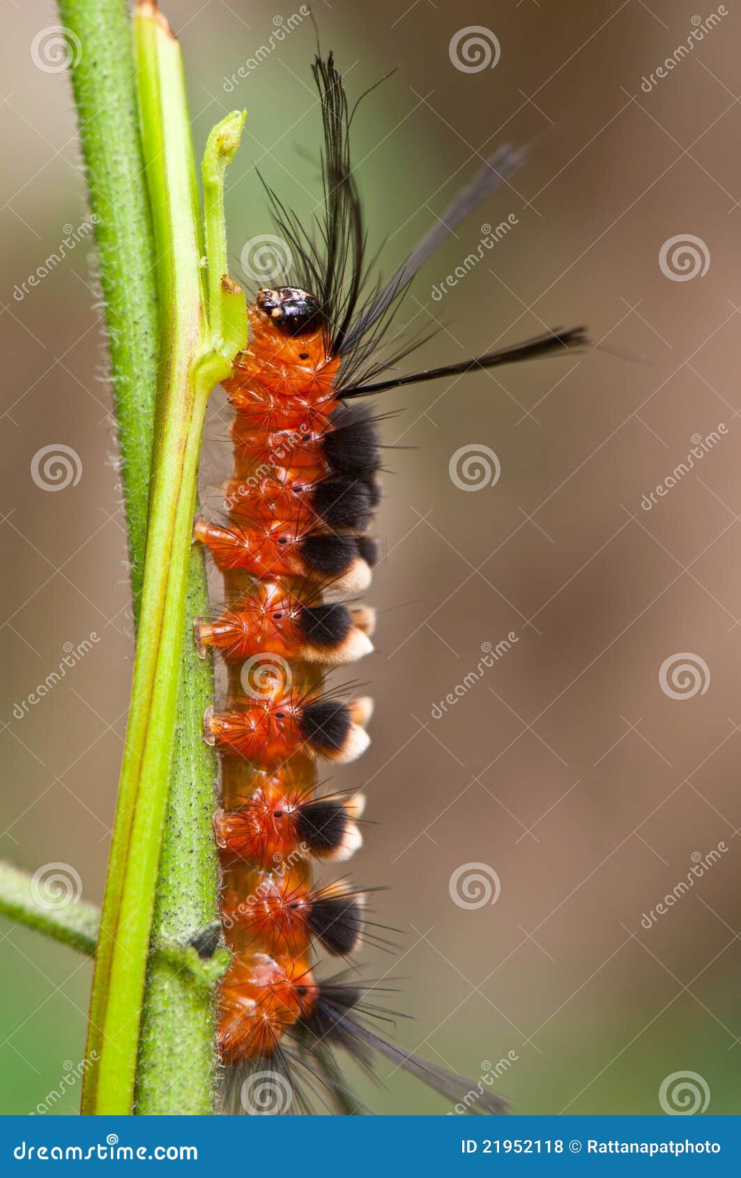 Worm on branch of plant stock photo. Image of beautiful - 21952118