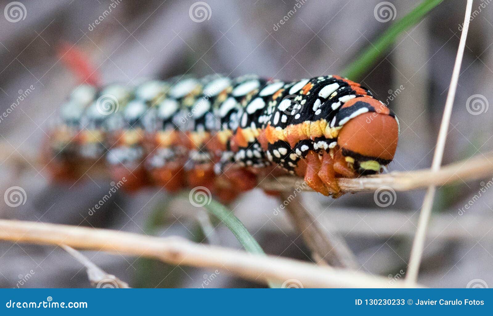 Worm on a branch stock image. Image of brava, fondo - 130230233
