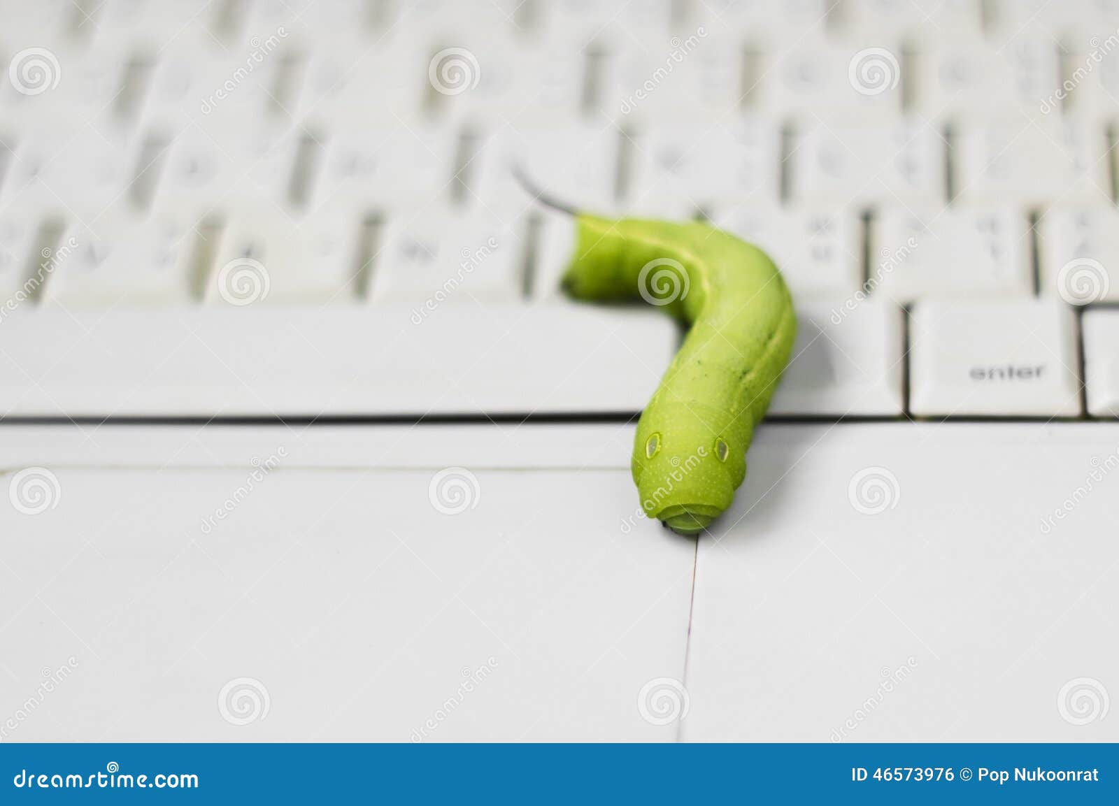 Worm bug on computer stock photo. Image of insecticide - 46573976