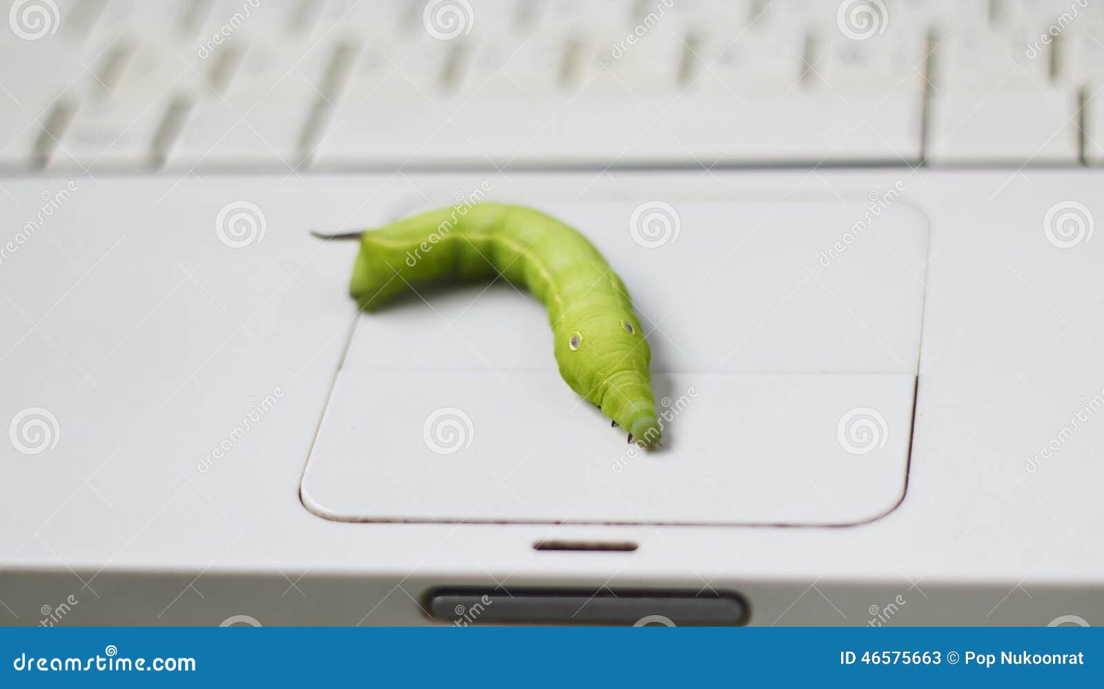 Worm bug on computer stock image. Image of garden, computer - 46575663