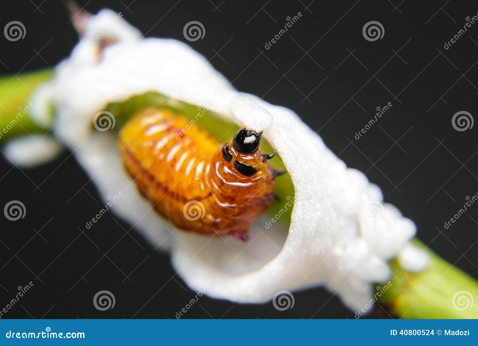 Worm building Cocoon stock photo. Image of small, spring - 40800524