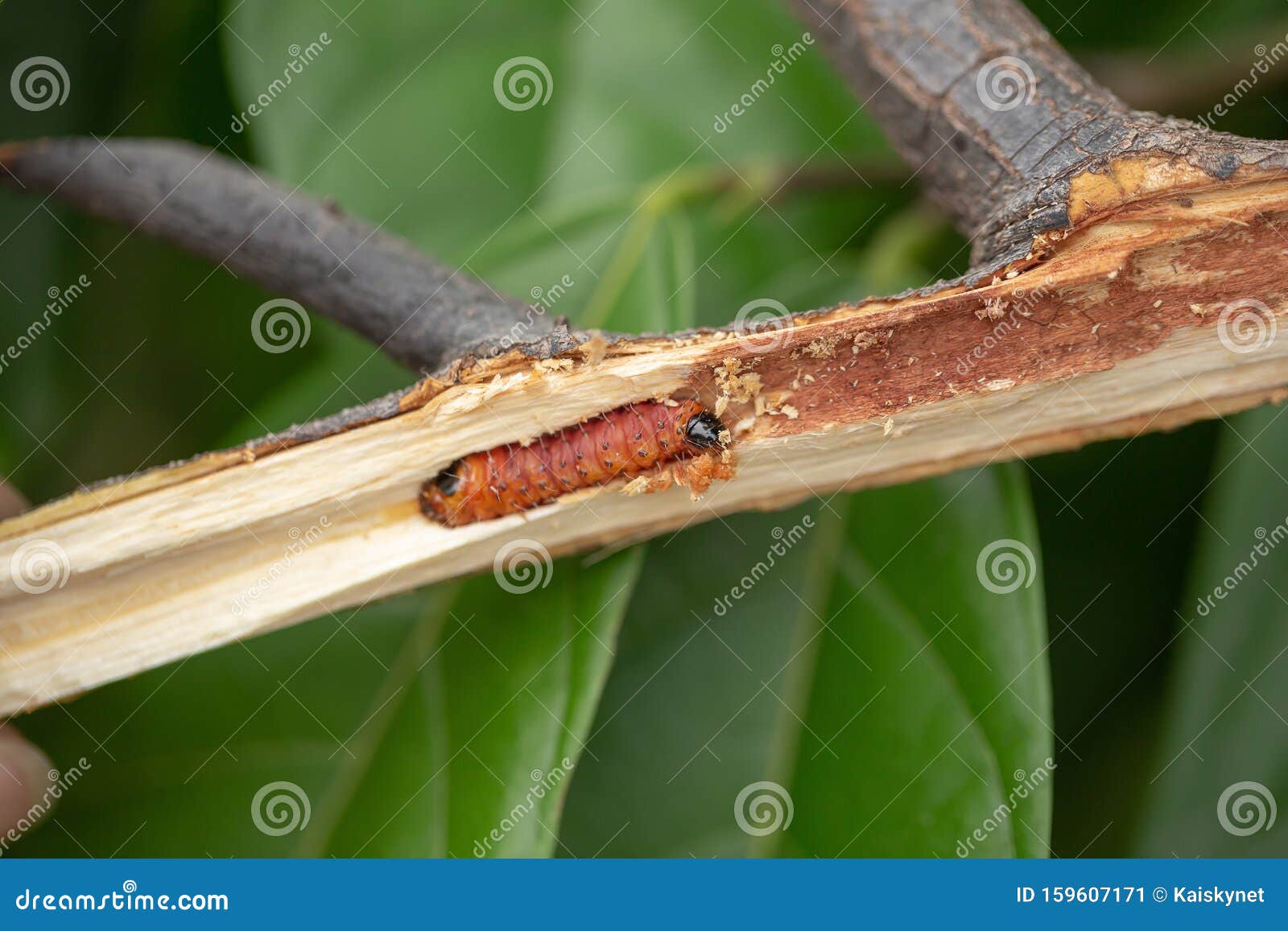 Worm Burrowing Inside the Stem. Diseases and Pests Affecting Cocoa ...