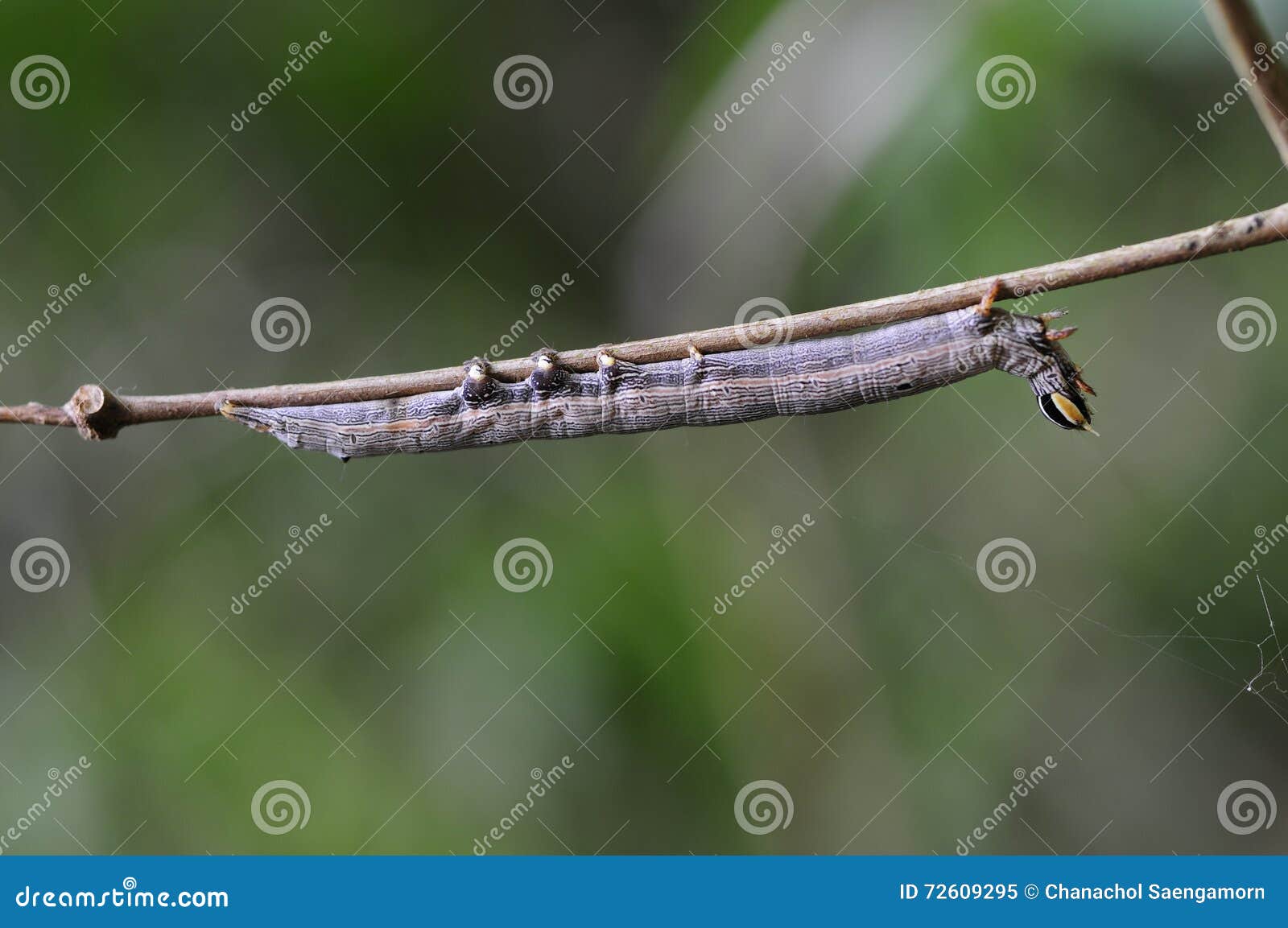 Worm of Butterfly on Branch Stock Image - Image of orange, insect: 72609295