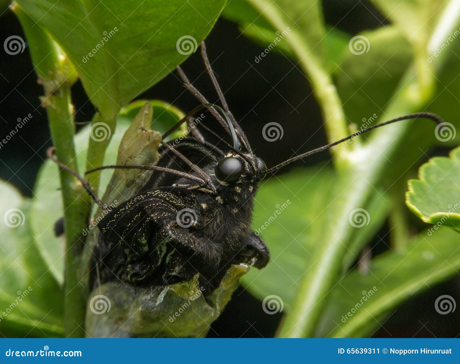 Worm butterfly stock image. Image of wildlife, chrysalis - 65639311