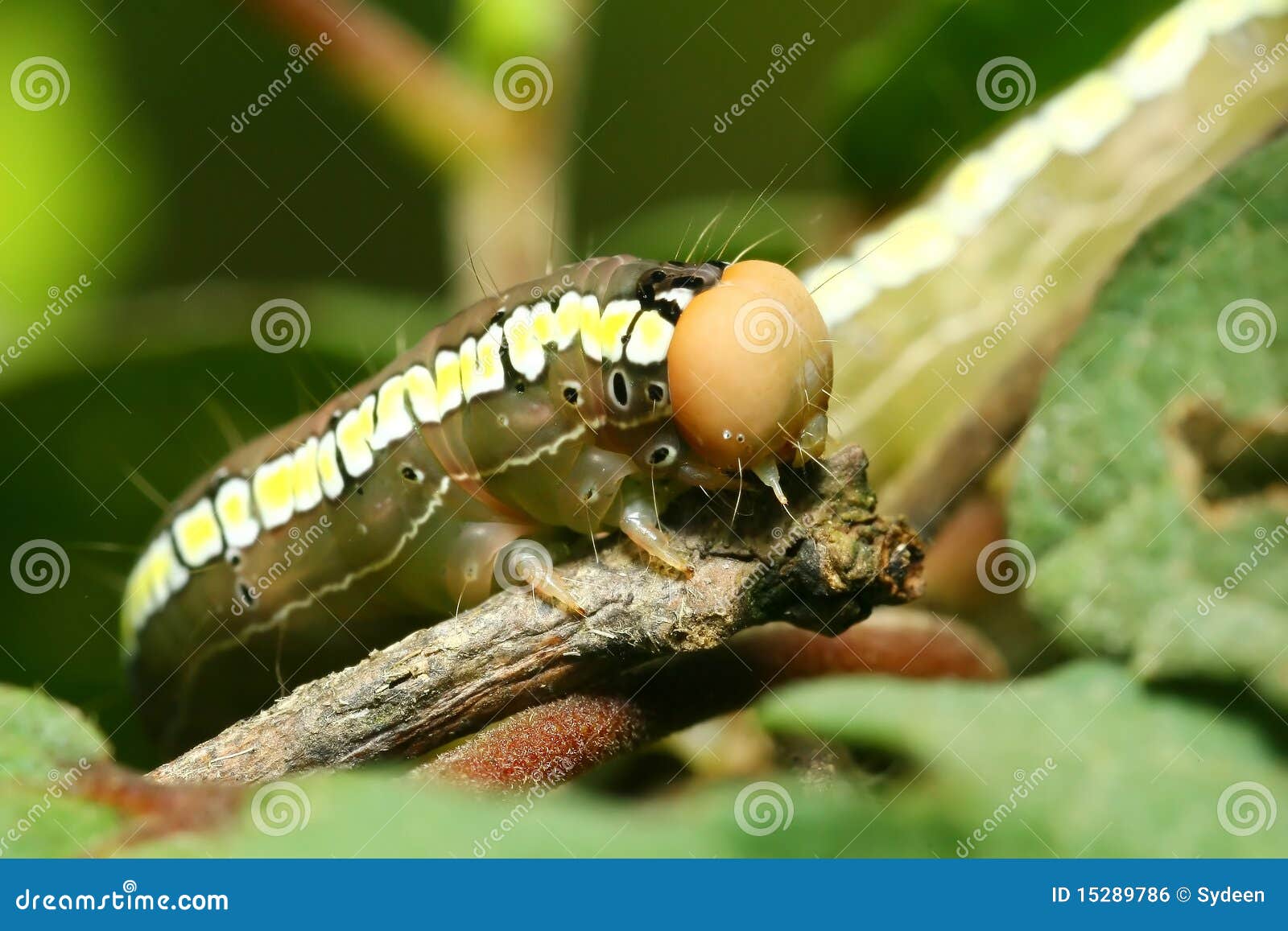 Worm caterpillar stock photo. Image of resting, cute - 15289786