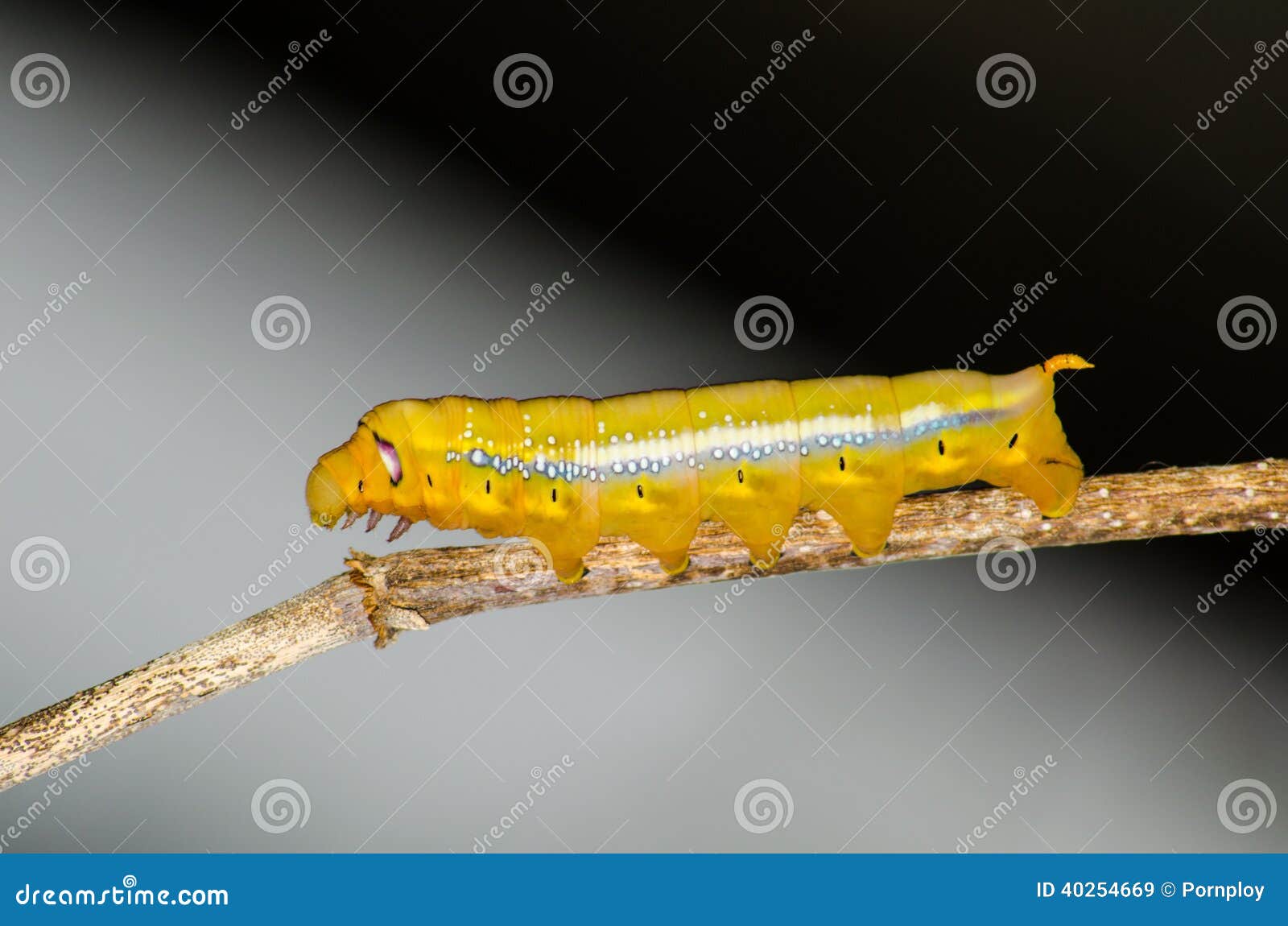 Worm stock image. Image of fauna, animal, shadows, nature - 40254669