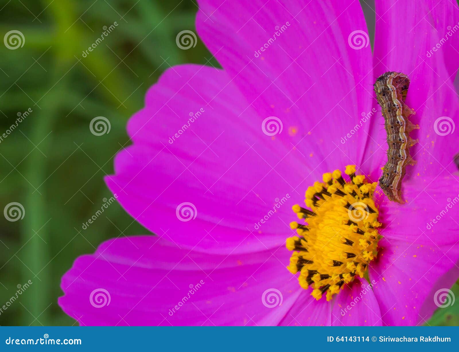 The Worm Caterpillar on Pink Flower Stock Photo - Image of forest ...