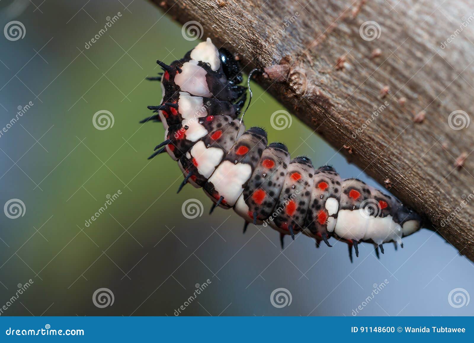The Worm,caterpillar, a Worm on a Tree. Stock Photo - Image of ...