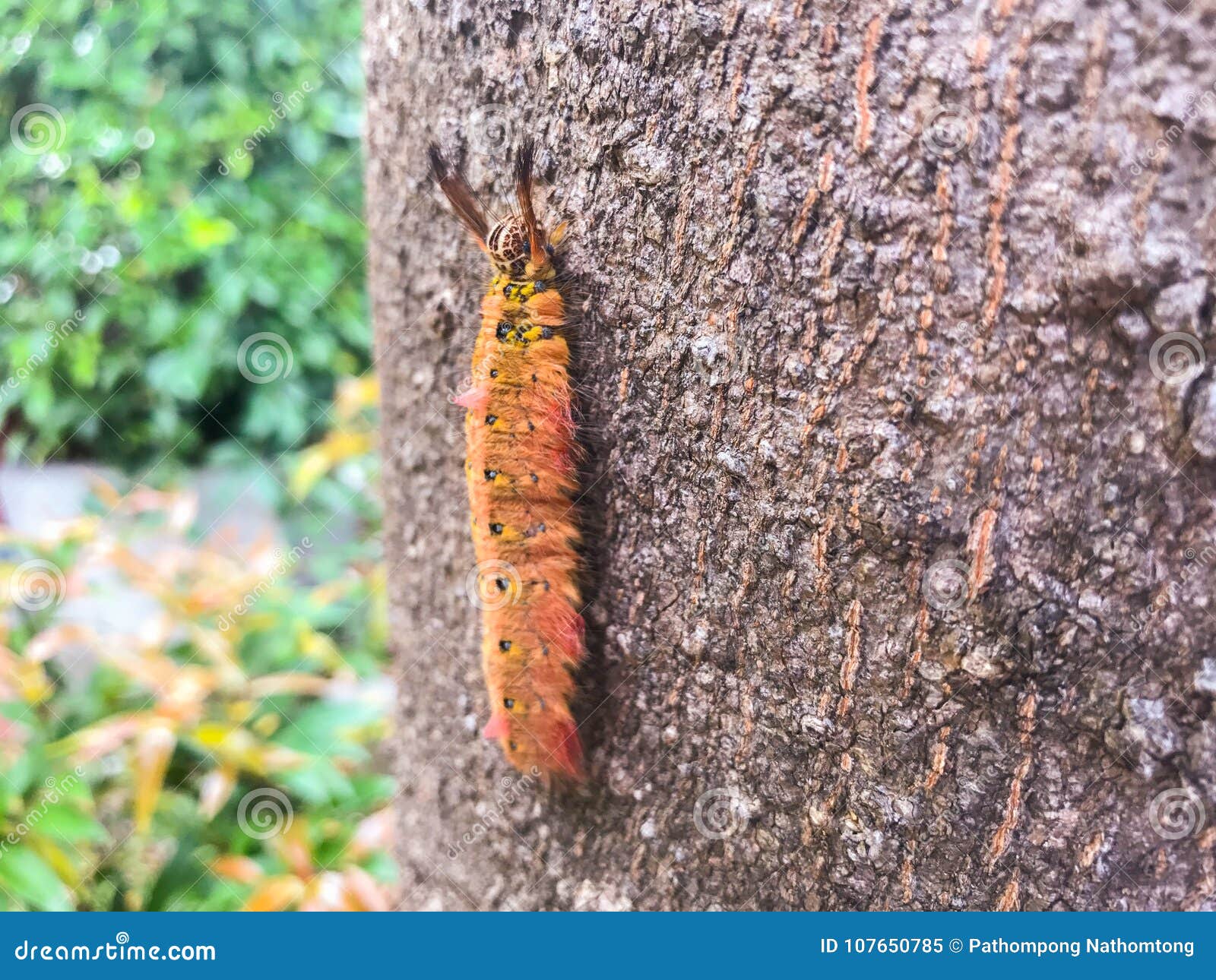 Worm climb on the tree stock image. Image of grass, larva - 107650785
