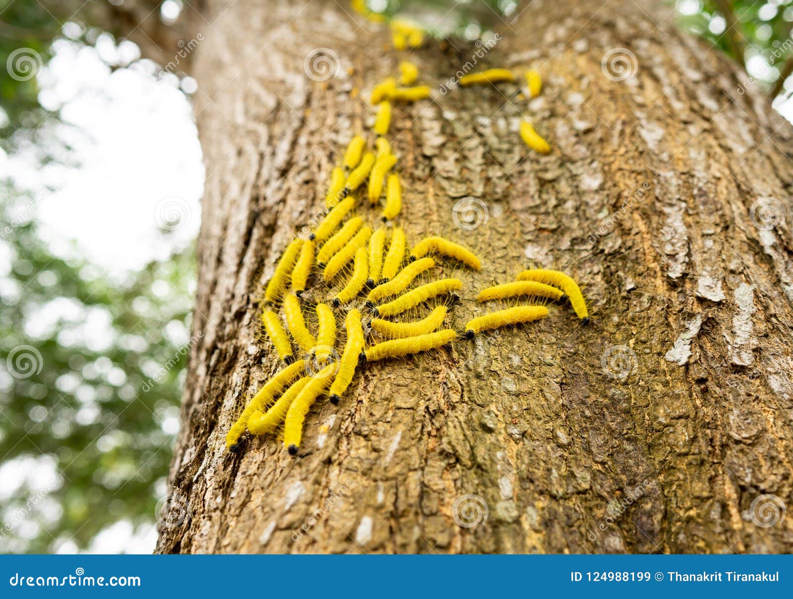 Worm Climbing Down To the Ground Stock Image - Image of yellow, people ...
