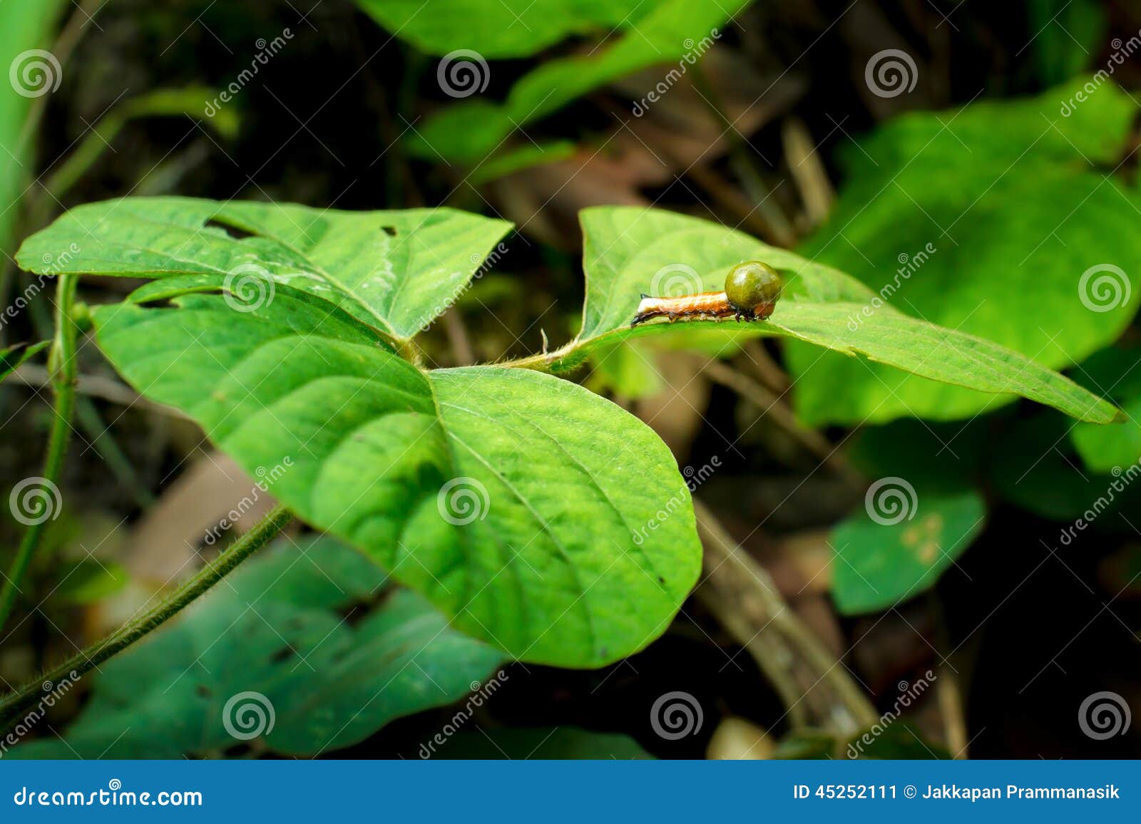 Worm Climbing on Green Leaf Stock Image - Image of worm, life: 45252111