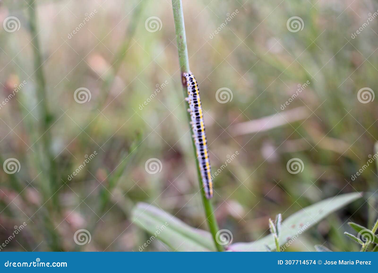 Worm climbing up a plant stock photo. Image of blossom - 307714574