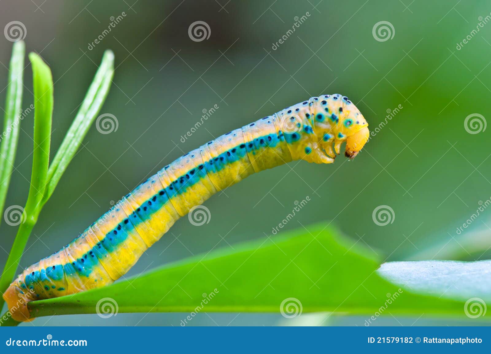 Worm close up stock photo. Image of worm, yellow, nature - 21579182