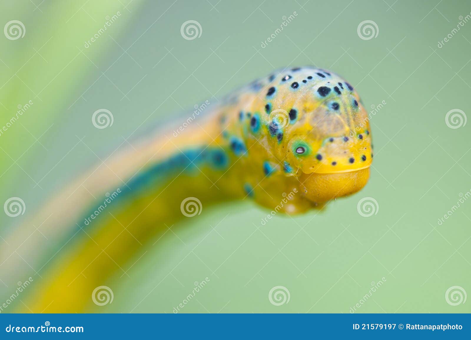 Worm close up stock image. Image of growth, wildlife - 21579197