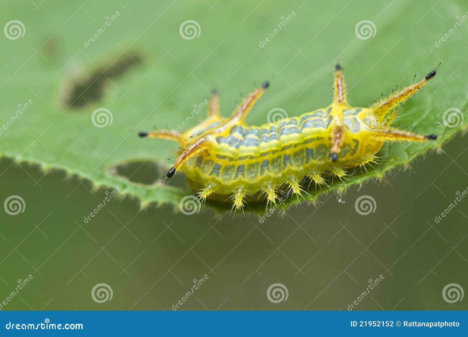 Worm close up stock photo. Image of nature, animal, pest - 21952152