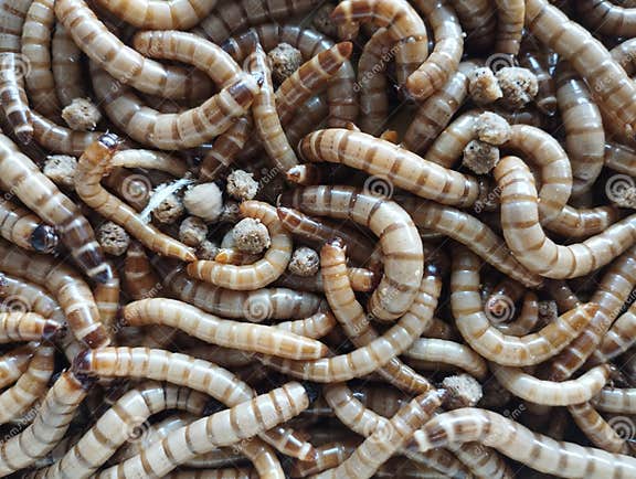 Worm Colonies in a Container of Various Sizes Stock Photo - Image of ...