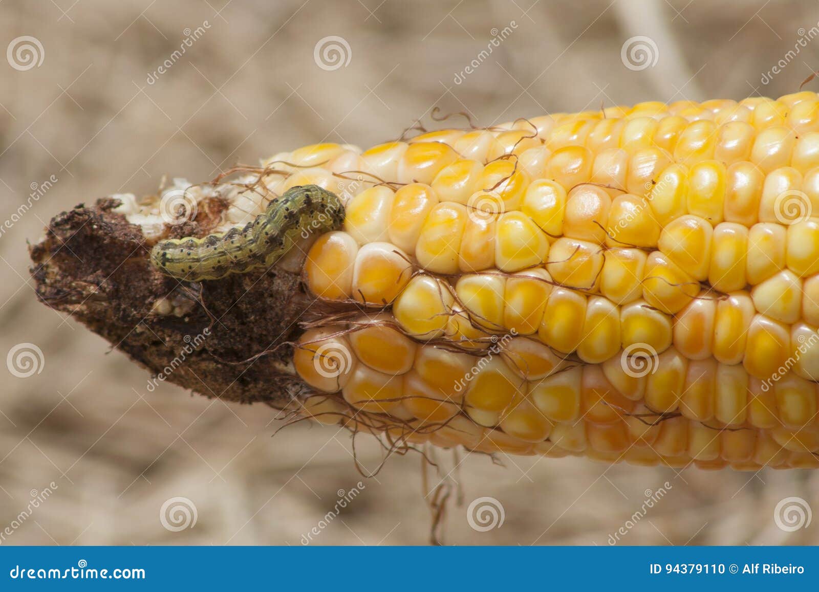 Worm in corn stock photo. Image of eats, closeup, farming - 94379110