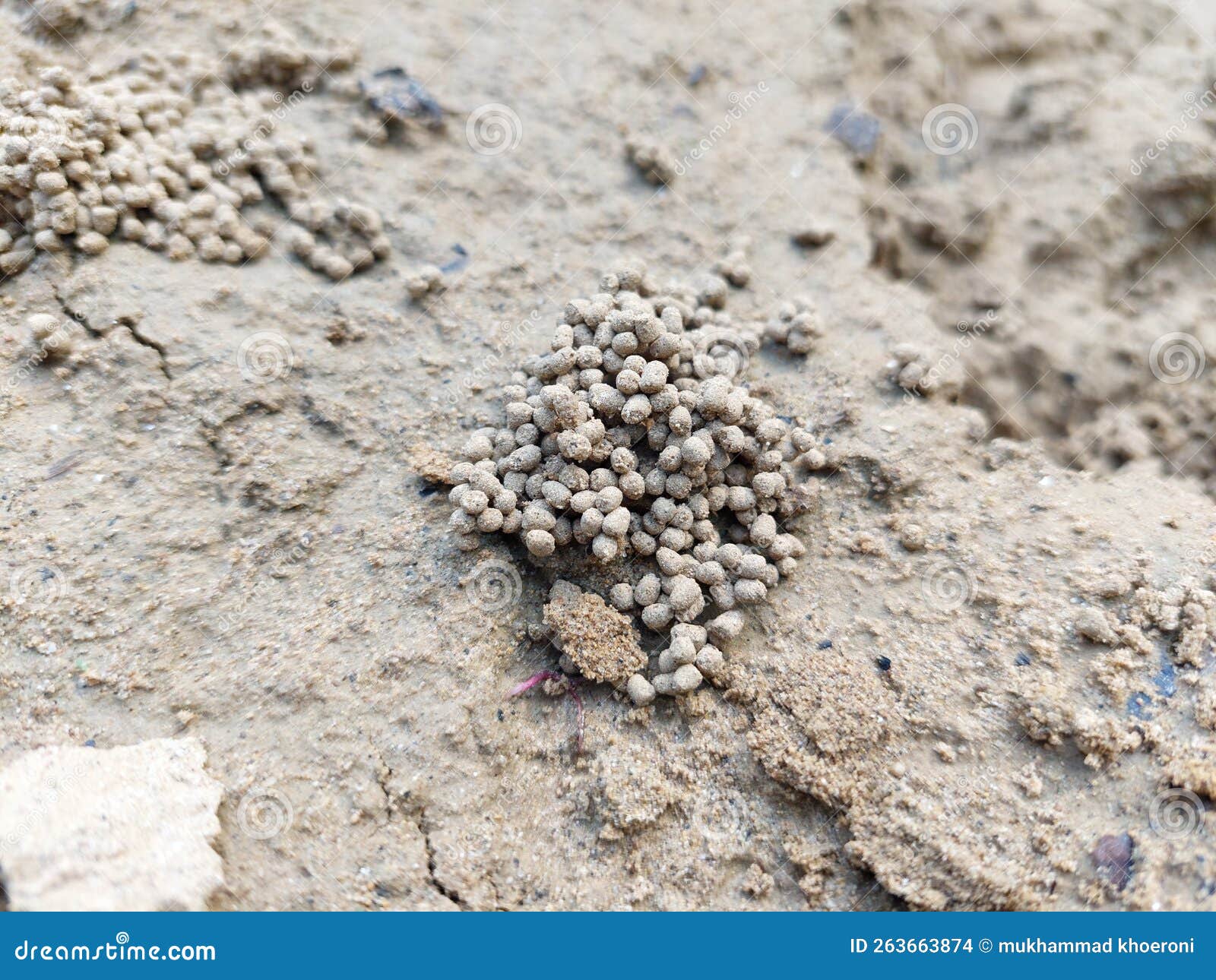 Worm crawl from soil stock photo. Image of animal, rock - 263663874