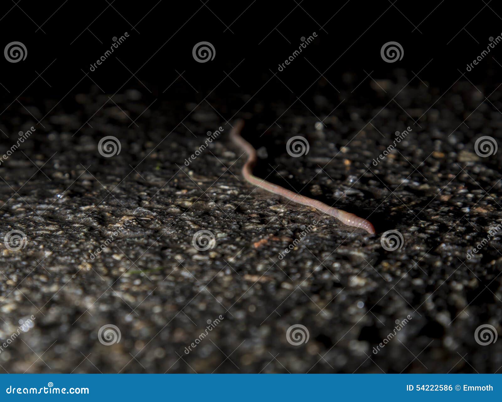 Worm Crawling From The Eaten Pea Royalty-Free Stock Photo ...